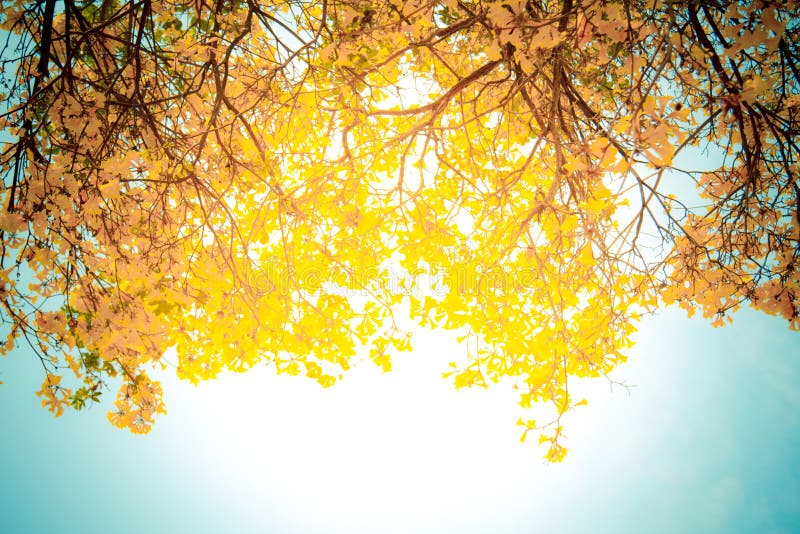 Golden tree stock image. Image of tree, wallpaper, background - 44174829