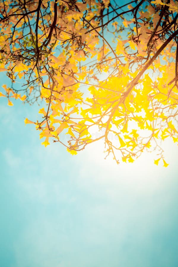 Golden tree stock image. Image of yellow, tree, autumn - 44174999