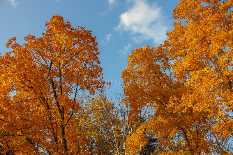 Golden tree stock photo. Image of branches, beauty, birch - 45630640