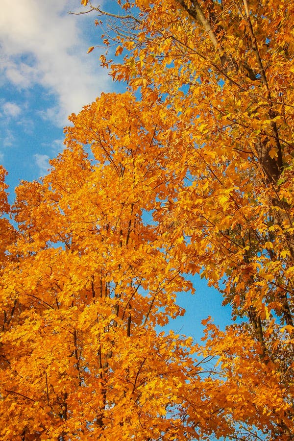 Golden tree stock photo. Image of floating, plants, fall - 45680110