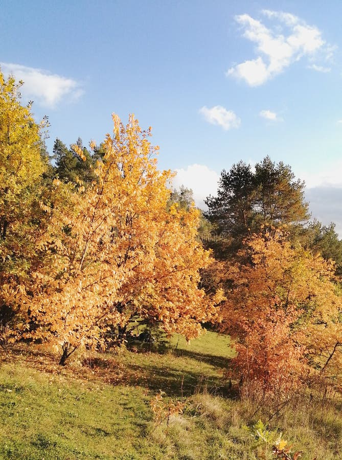 A Golden Tree in the Autumn Forest in Bavaria Stock Image - Image of ...