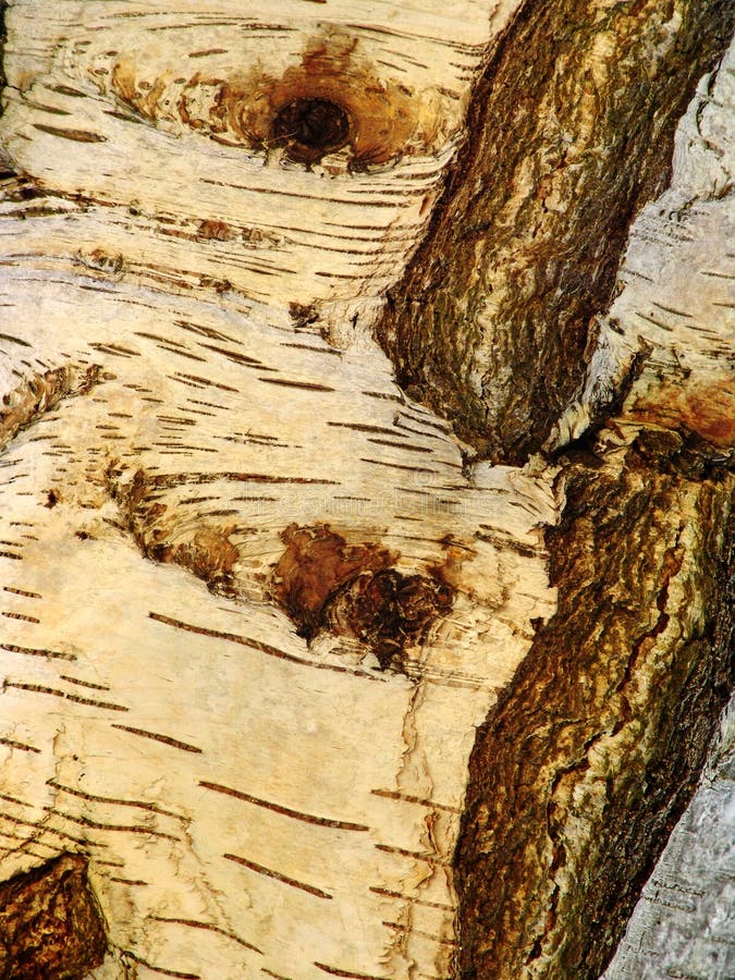 Golden Tree Bark On Old Tree Picture. Image: 1038325