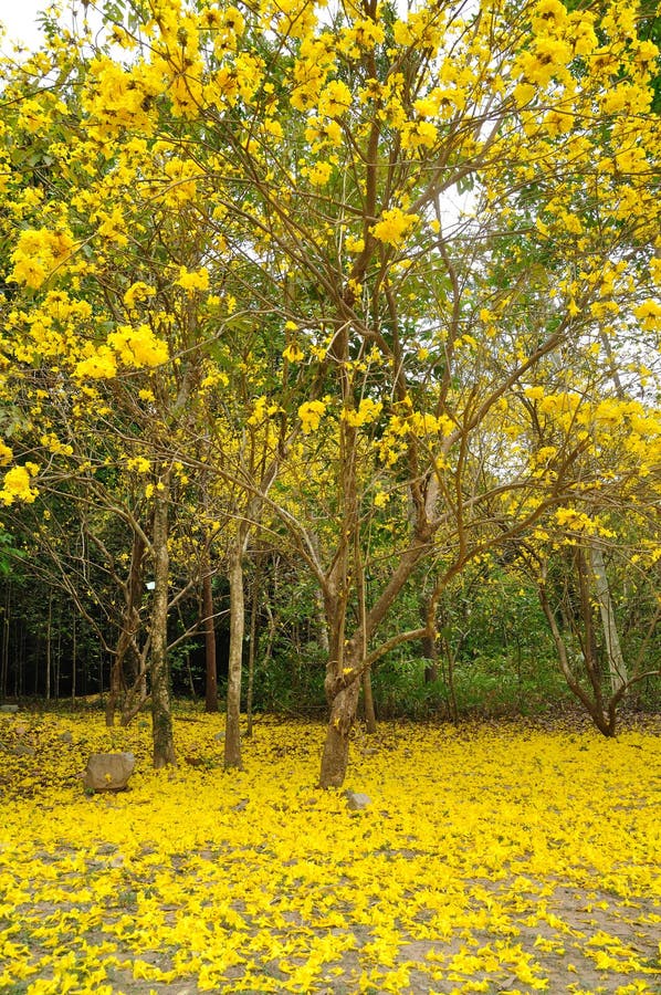 Golden Tree stock image. Image of bright, flower, nature - 53511017