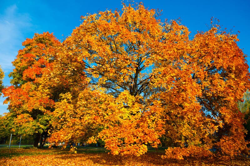 Golden tree stock image. Image of light, fall, golden - 31761775