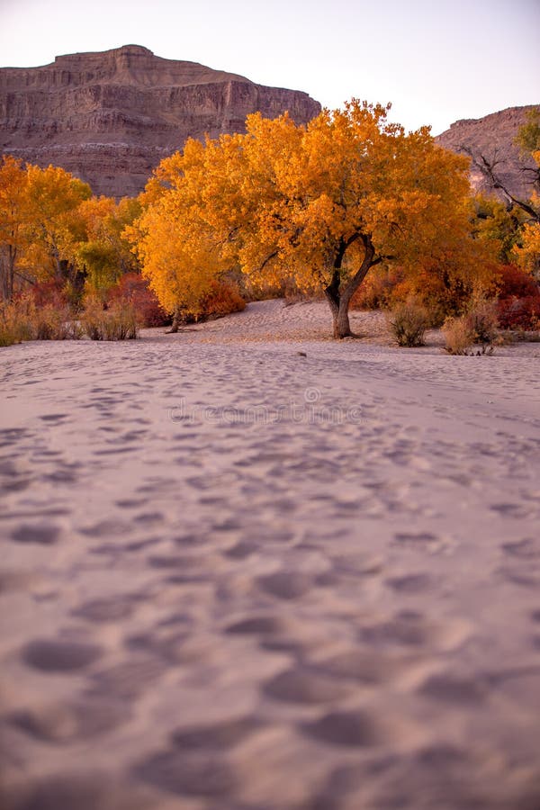 Golden Tree in Fall Colors on Sandy Beach in the Utah Desert. Stock ...