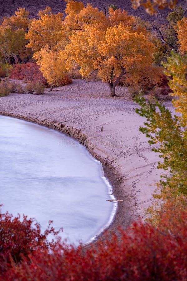 Golden Tree in Fall Colors on Sandy Beach in the Utah Desert. Stock ...