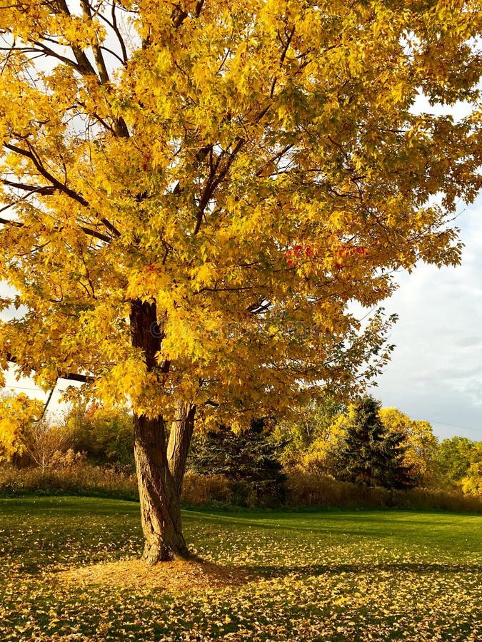 Golden Tree stock image. Image of maple, tree, woods - 61427431