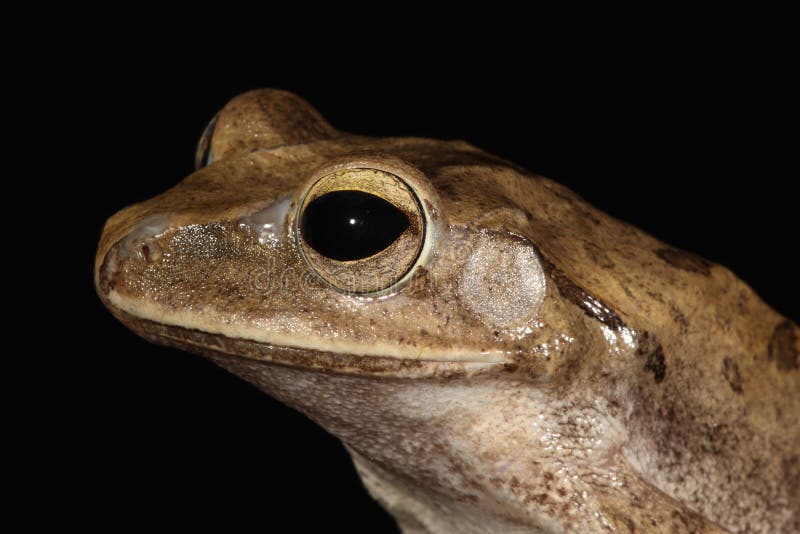 Golden Tree Frog stock photo. Image of frog, rain, tropical - 26061010