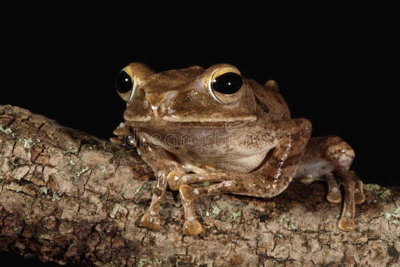 Golden Tree Frog stock photo. Image of jungle, golden - 26061022