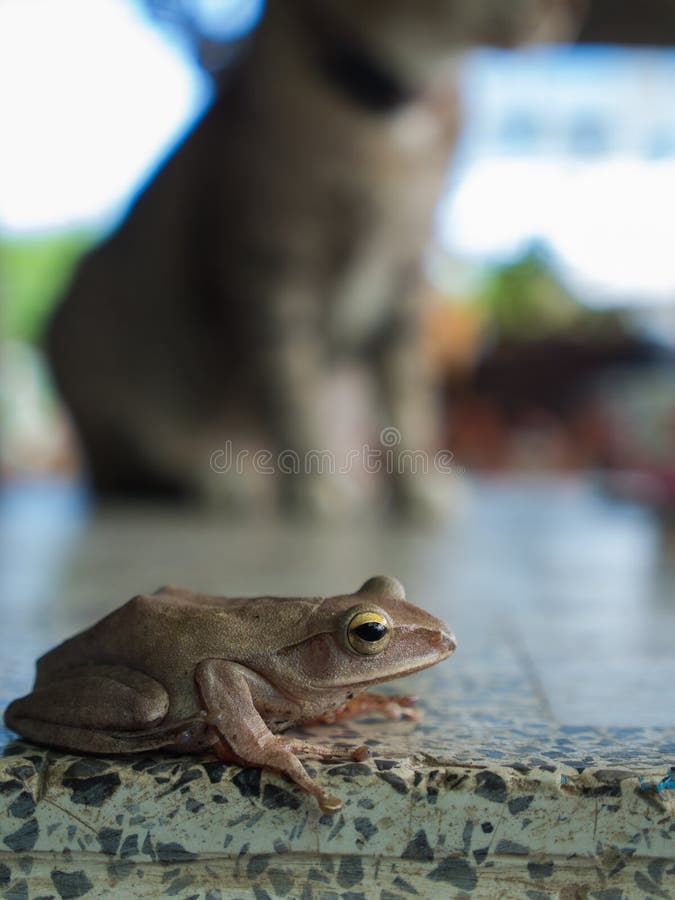 Frog and Cat Face the Same Way Stock Photo - Image of climbing ...
