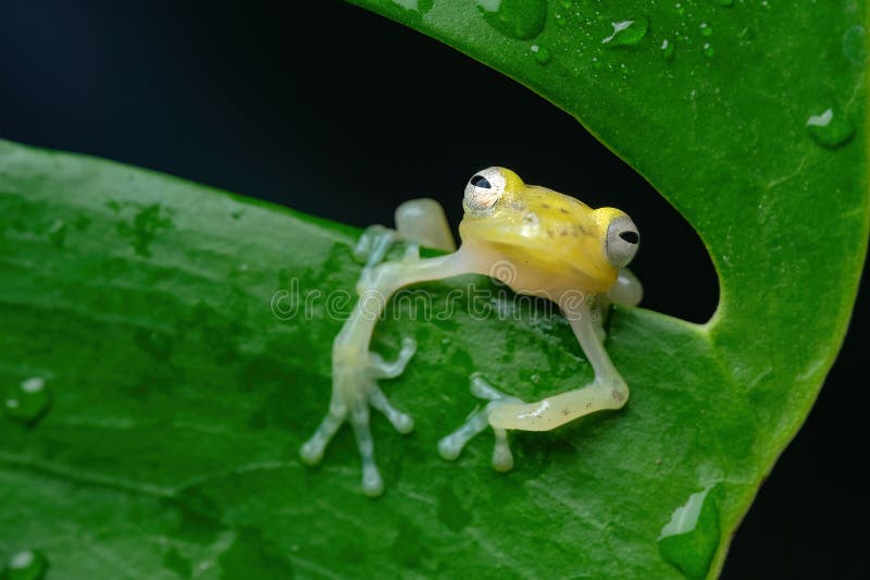 Golden Tree Frog on the Leaf Stock Photo - Image of amfibia, luar ...