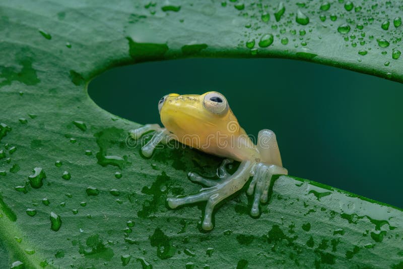 Golden Tree Frog on the Leaf Stock Image - Image of pohon, anggota ...