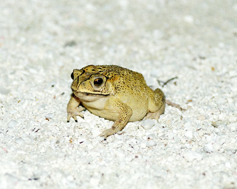 Golden Tree Frog on sand stock image. Image of frog, black - 24713149