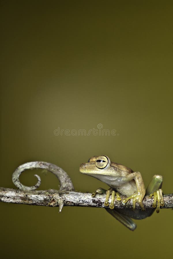 Exotic Golden Tropical Tree Frog Amazon Amphibian Stock Photo - Image ...