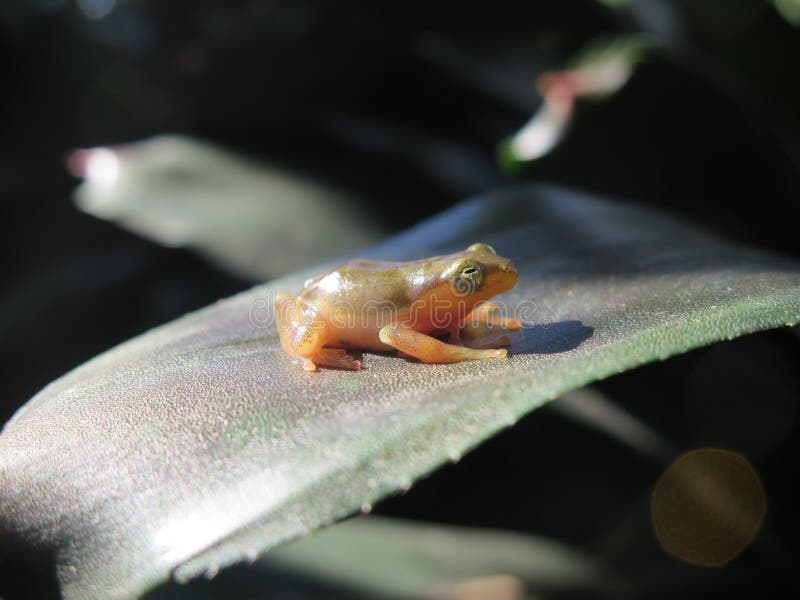 Golden Tree Frog Wildlife Exotic Stock Photo - Image of average, south ...