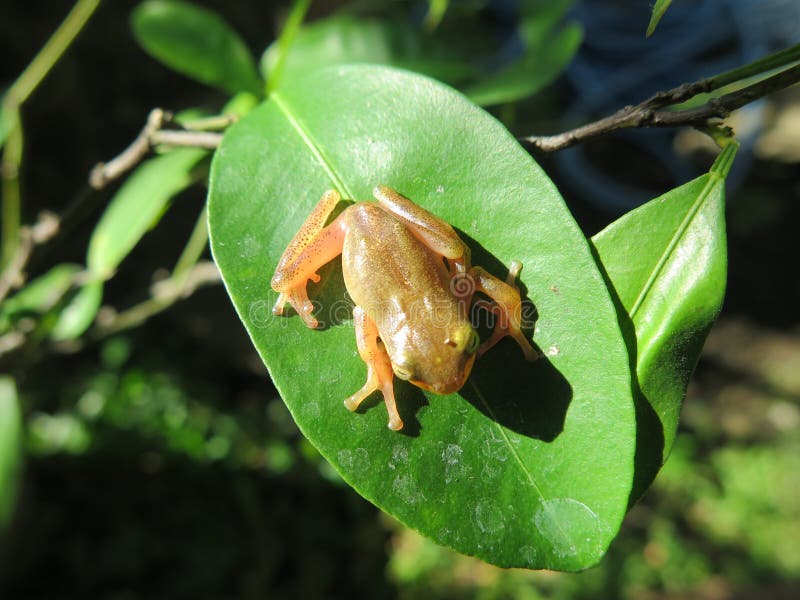 Golden Tree Frog Wildlife Exotic Stock Image - Image of animal, green ...