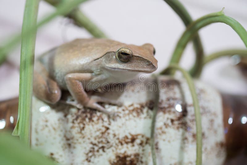 Golden Tree Frog Yellow Frog Thailand Close Up Macro Stock Photos ...