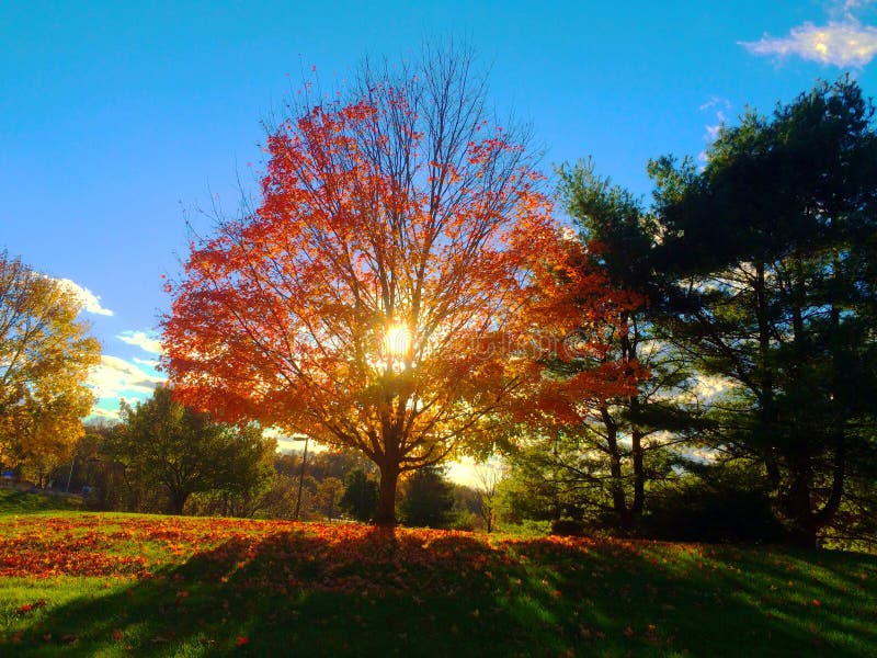 Golden tree stock photo. Image of iphonography, foliage - 46328624
