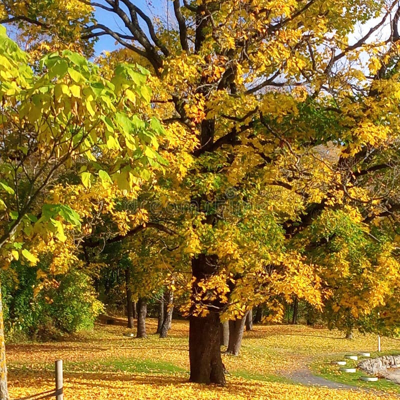A golden tree stock image. Image of golden, flower, sunlight - 219889913