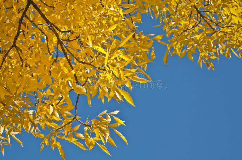 Golden Tree Leaves Against a Solid Blue Sky Background Stock Image ...