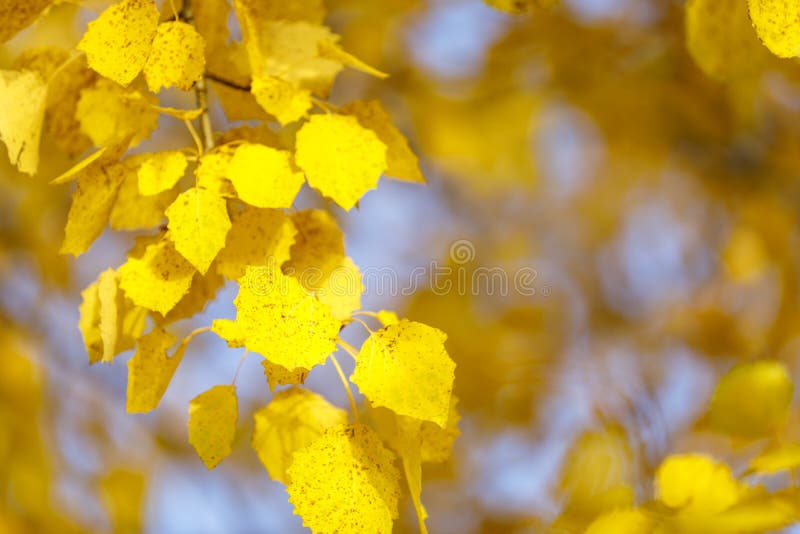 Golden Tree Leaves in Autumn Forest Stock Image - Image of season ...