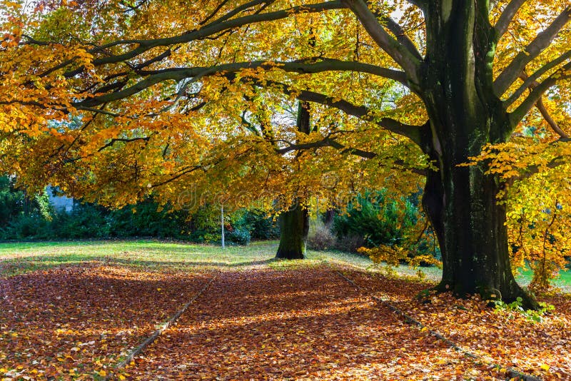 Golden Tree and Leaves in Autumn Stock Photo - Image of gold, foliage ...