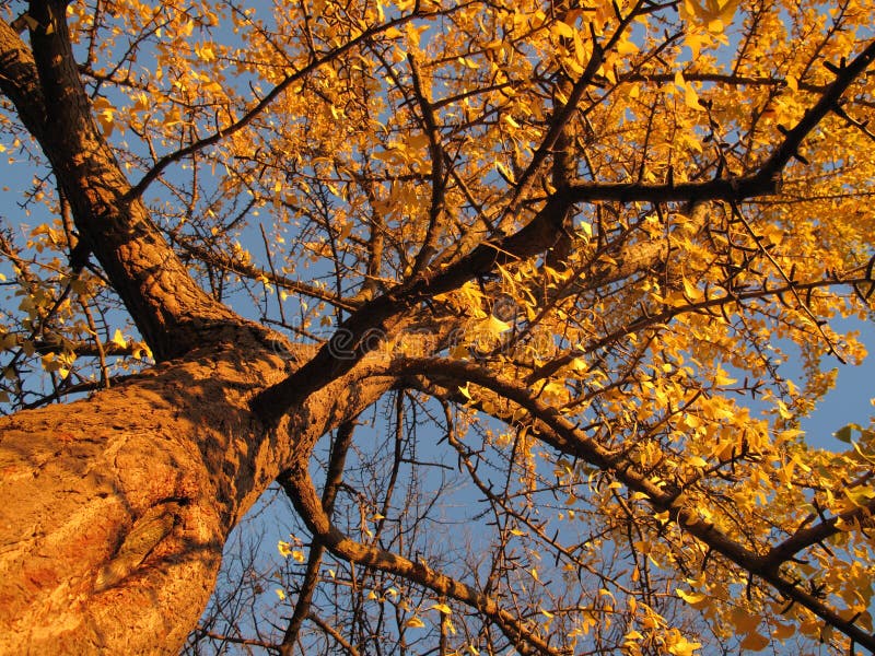 November Gold Autumn stock photo. Image of fall, landscape - 6980496