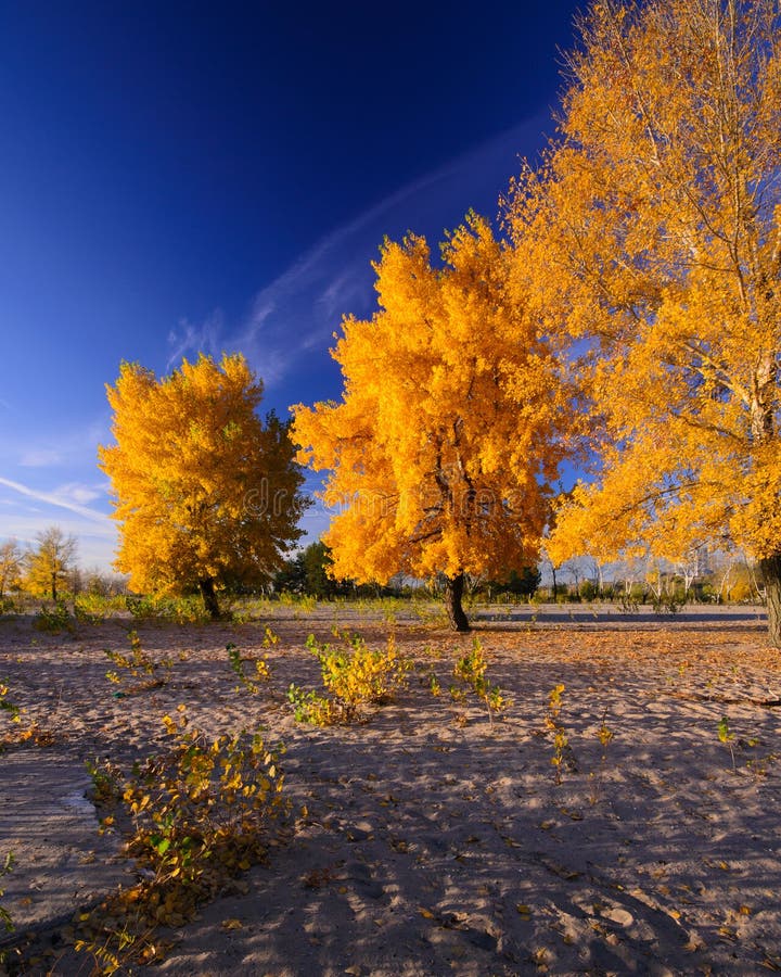 Golden tree in october stock photo. Image of foliage - 64163336