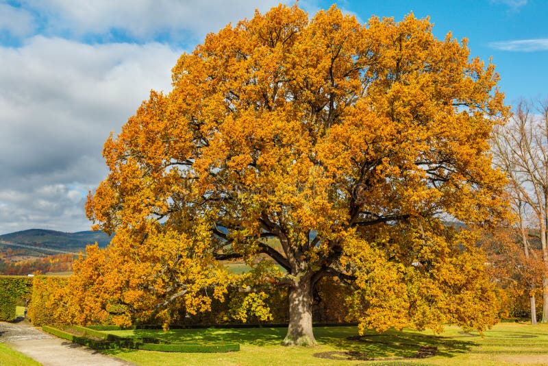 Golden Ash Tree Branch stock image. Image of deciduous - 79761819