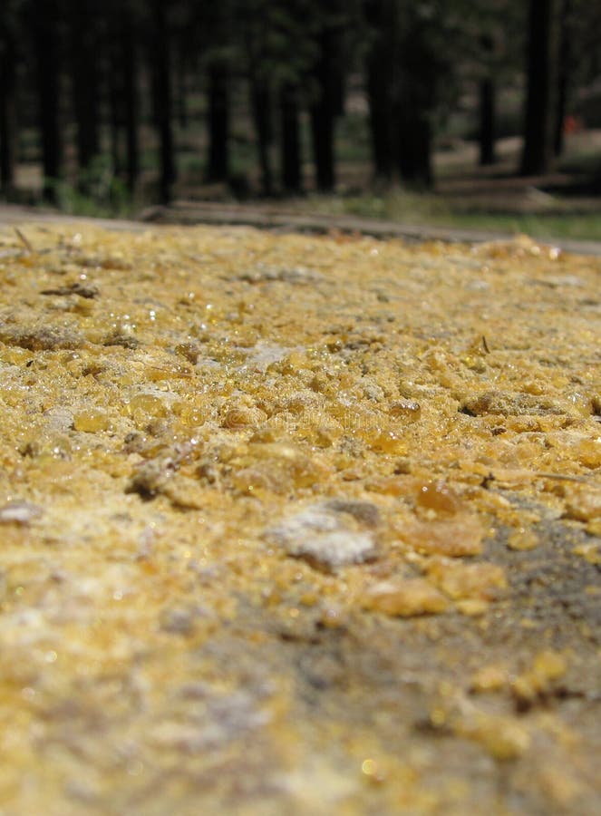 Tree sap close up stock photo. Image of dried, long - 100747172