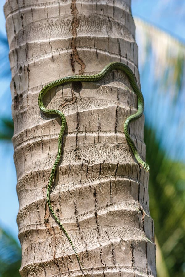 Golden Tree Snake or Chrysopelea Ornata Climbing on Coconut Tree Trunk ...