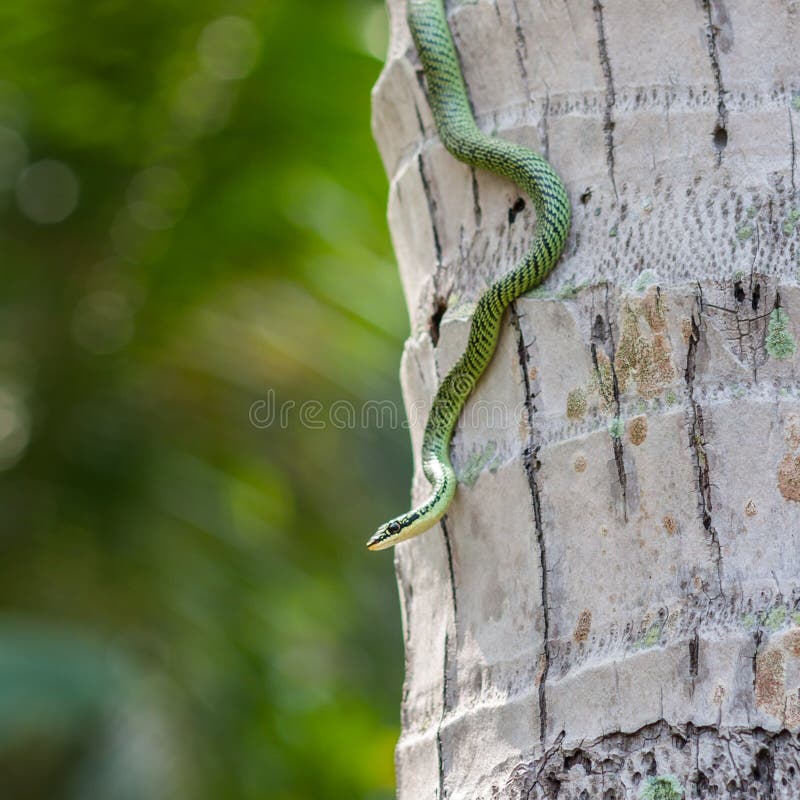 Golden Tree Snake or Chrysopelea Ornata Climbing on Coconut Tree Trunk ...