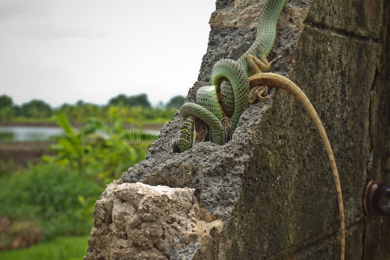 Golden tree snake stock image. Image of snake, dragon - 31801245