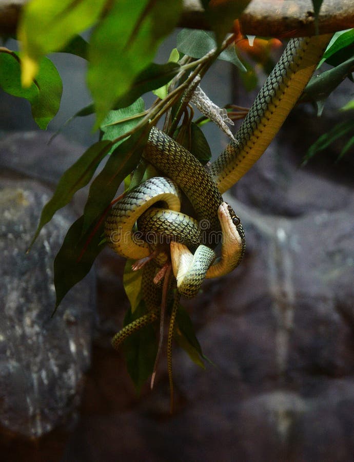 Golden tree snake stock image. Image of chrysopelea, butterfly - 67510579