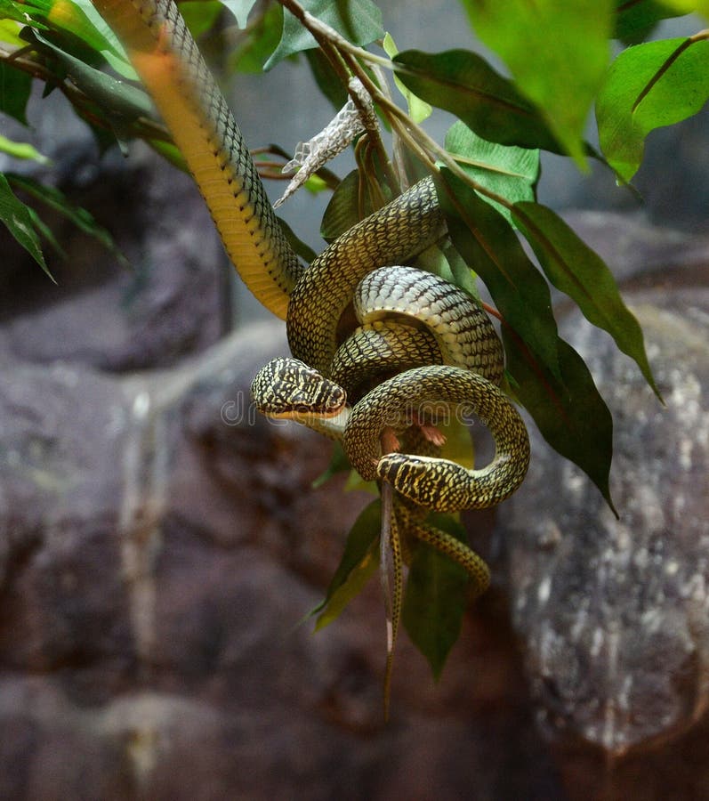 Golden tree snake stock photo. Image of predatory, snake - 67510610