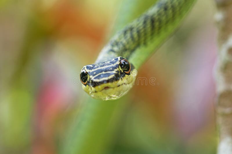 Golden Tree Snake Head stock photo. Image of animal, depth - 87150954