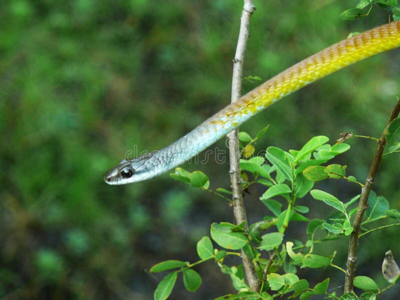 Golden tree snake stock image. Image of wildlife, snake - 43764581