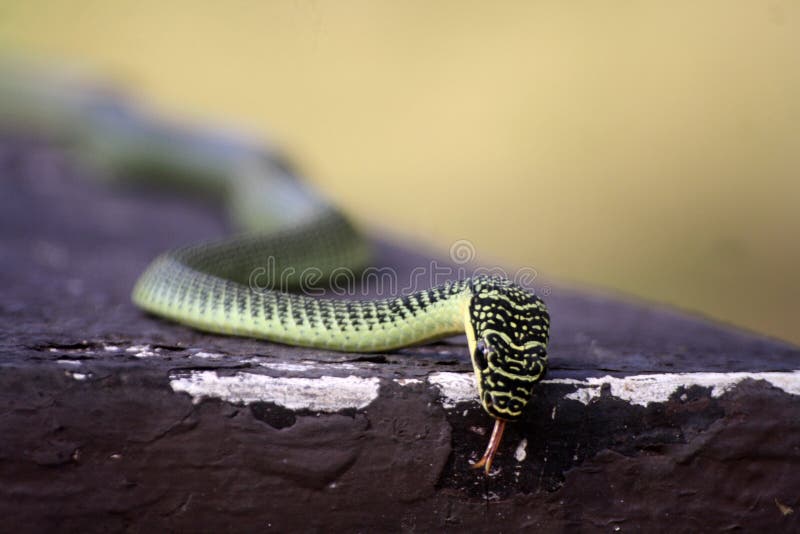 Green Cat Snake Hides in Coconut Trees. Wilds Animals in Thailand Stock ...