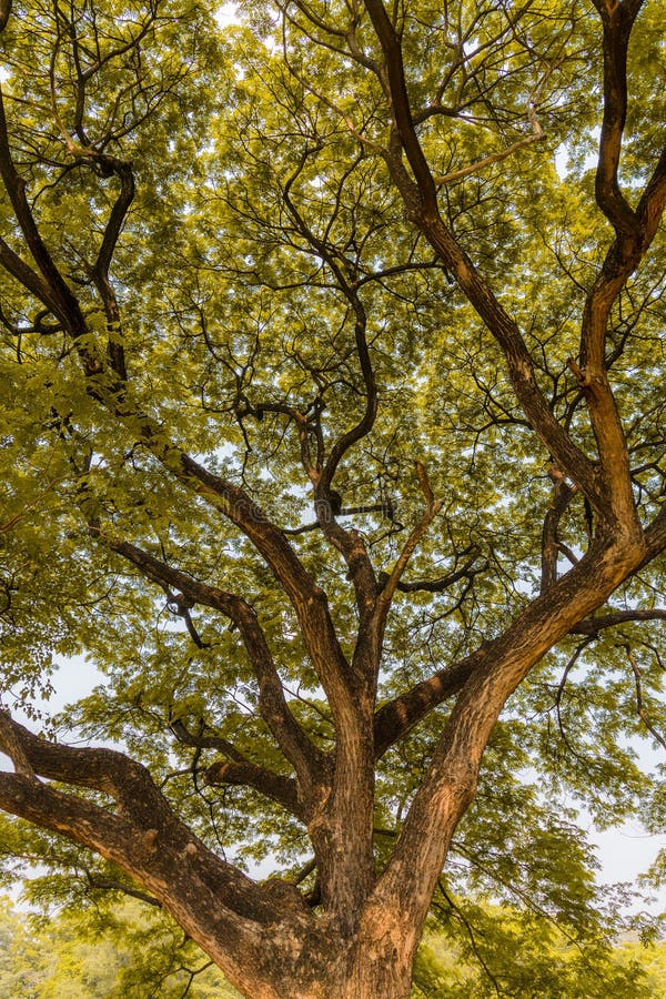 Golden Tree Tops Near Falling Season Stock Photo - Image of bright ...