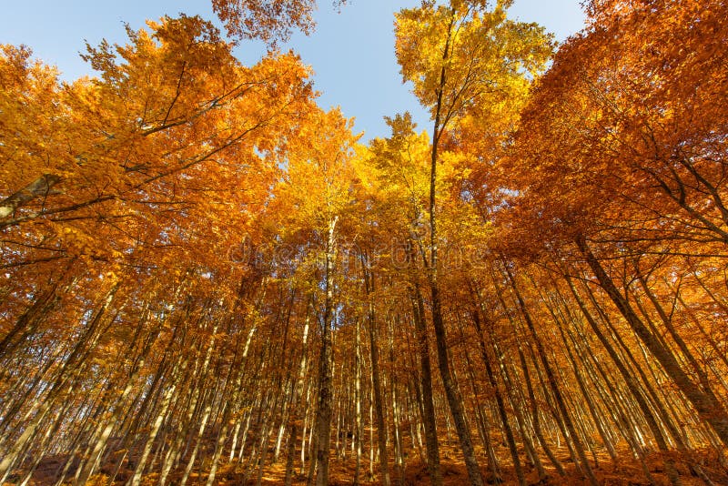 Golden tree trunks stock photo. Image of golden, colors - 91239408