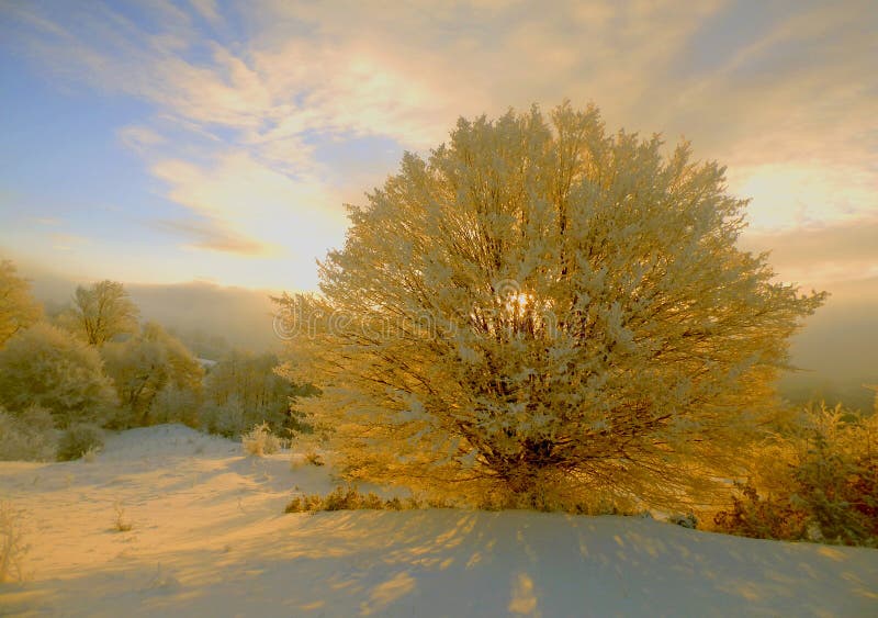 Golden tree stock photo. Image of frostbite, winter, frost - 81687758