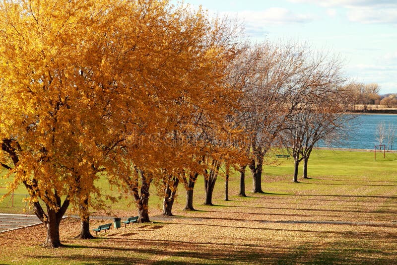 Golden trees stock image. Image of rural, parc, trees - 11615747