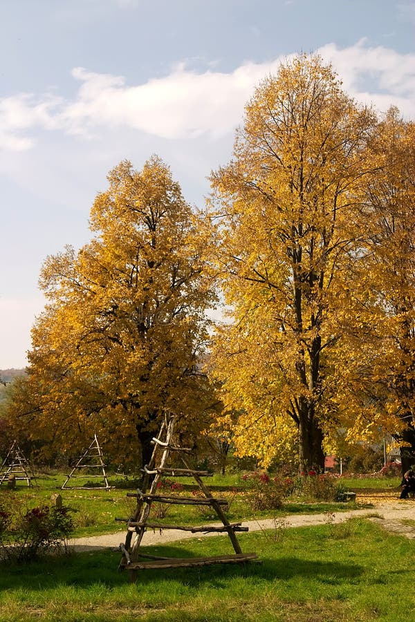 Golden trees stock image. Image of environment, lonely - 1476561