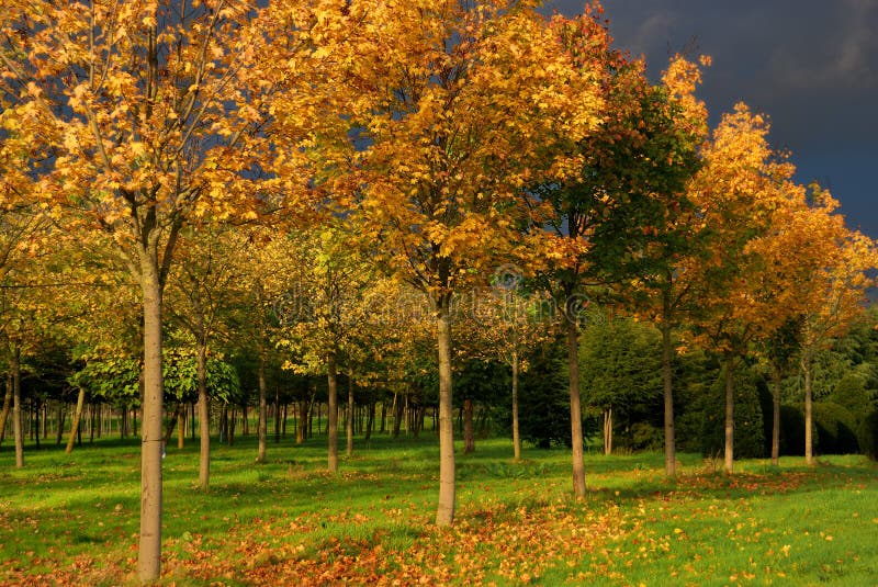 Golden nature stock photo. Image of bright, branch, cycling - 3531534