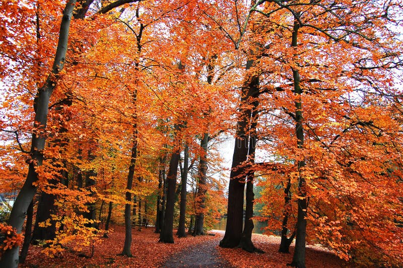 Golden trees stock image. Image of golden, leaves, trees - 3545585