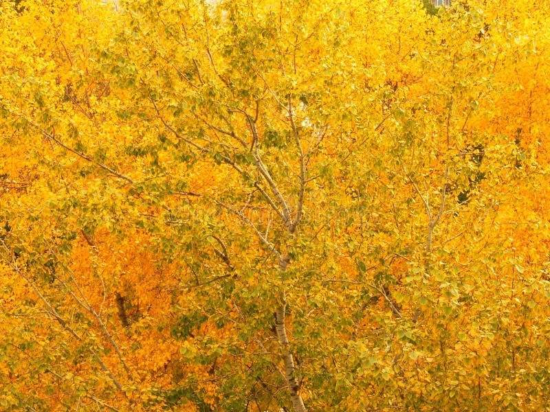 Golden Trees Picture. Image: 4955431