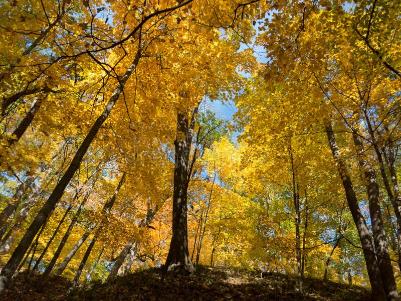 Golden trees at autumn stock image. Image of horizontal - 54088451