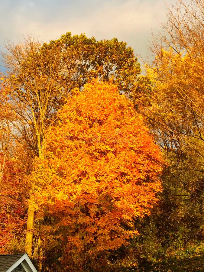Golden trees stock image. Image of look, country, woods - 46328663
