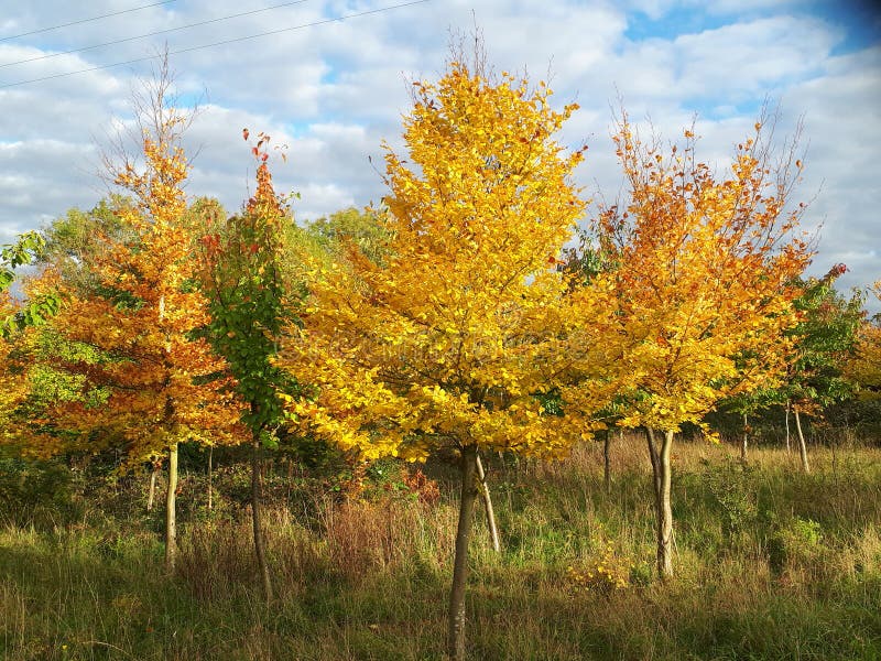 Golden Trees stock photo. Image of trees, golden, bright - 101776568