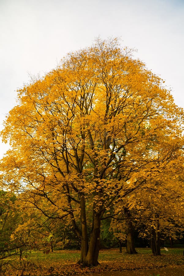 Golden Trees and Leaves in a Garden in Fall Stock Photo - Image of ...